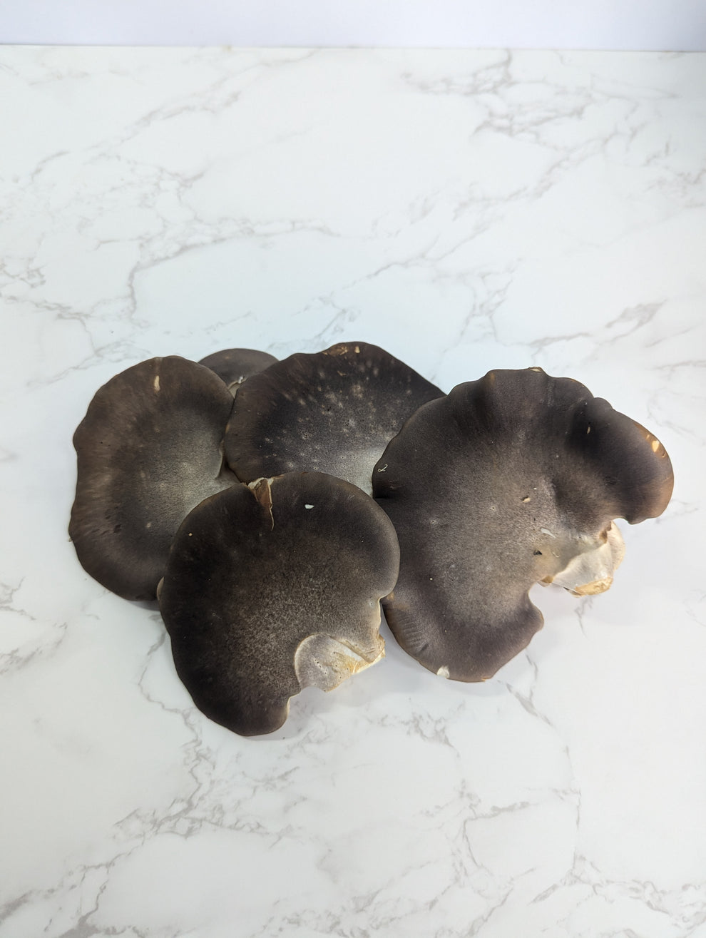 Abalone Mushrooms – Golden Cap Farm